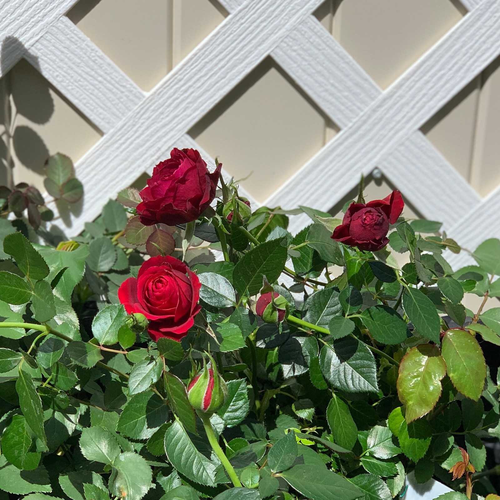 Dark Red Climbing Rose Live Plant, Red Color Climber Garden Rose Bush ...