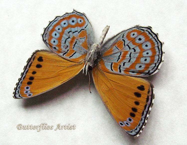Real Butterfly Harlequin Crenis Pechuelli and similar items