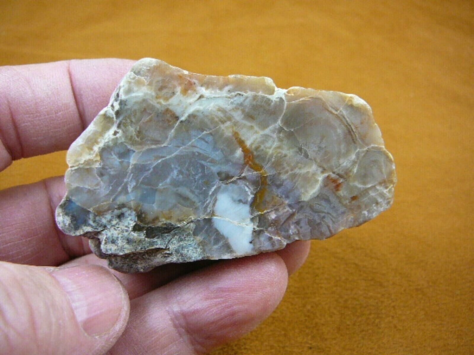 (DF700-36) Fossil REAL DINOSAUR POOP Coprolite Dino Utah Jurassic DUNG ...