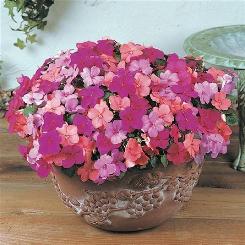 150 Seeds Impatiens Super Elfin XP Paradise Mix Flower Seeds Impatiens ...