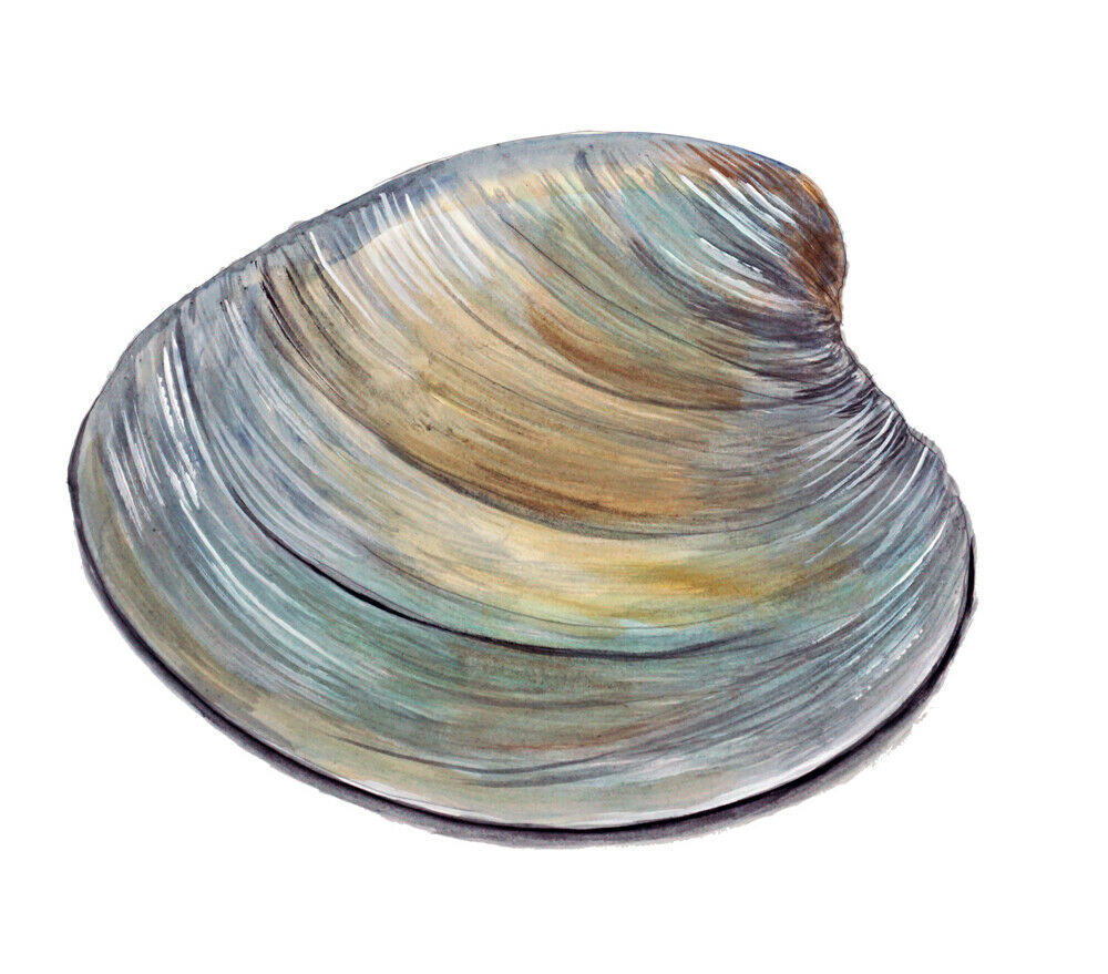 Clam Shell Bivalve Clamshell Beach Sea Vinyl Decal Sticker Auto Boat RV ...