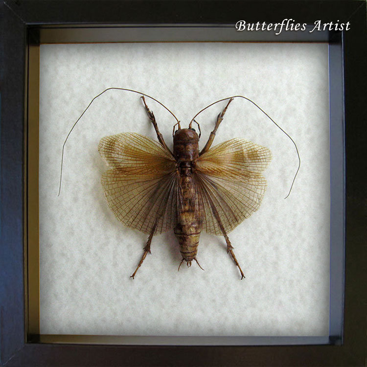 Monster Predatory Cricket Sia Ferox VERY RARE Entomology Collectible ...