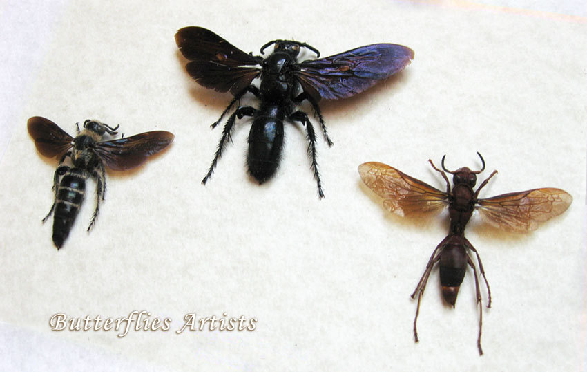 Hymenoptera Species Exotic Wasps Entomology Collectible Museum Quality ...