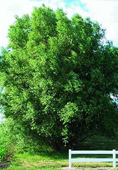 50 Austree Hybrid Willow Trees Live Plants Outdoor Indoor Tree Garden ...