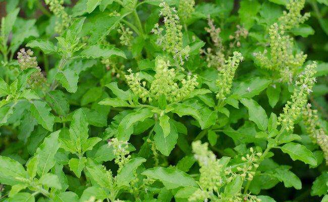 adaptogenic herbs - Advanced Adaptogen Complex - natural stress relief ...