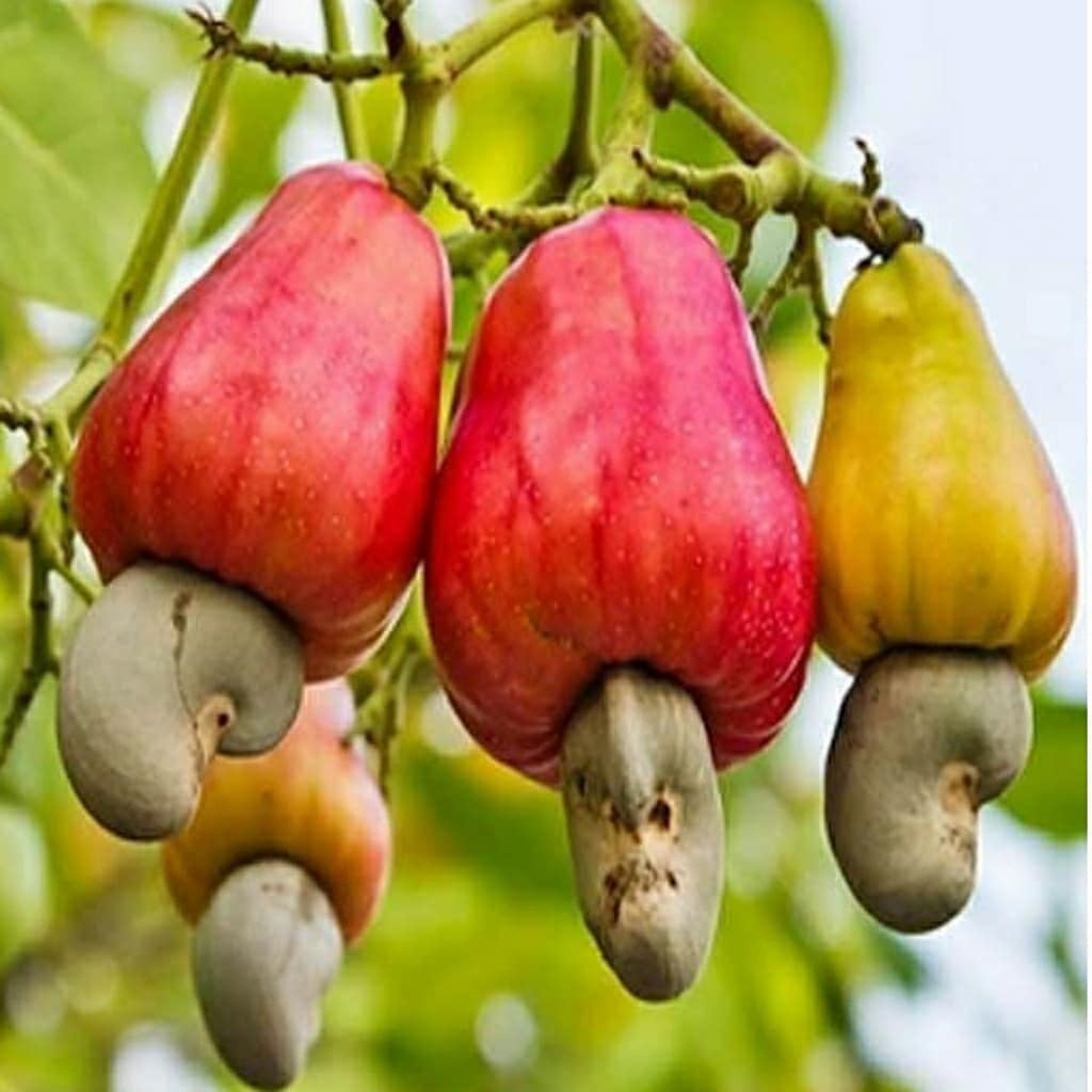 Pohon Jambu Mete - Tanaman Hidup dalam Pot Penanam 10 Inci - Anacardium ...