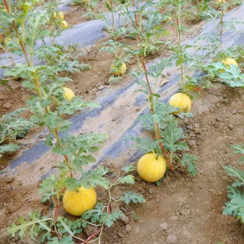 Yellow Seedless Watermelon