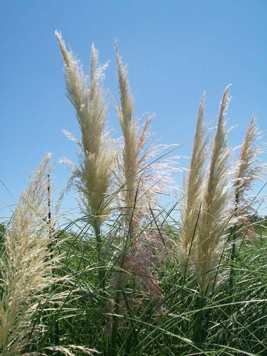 White Pompas Grass Big Healthy 1 Gal. Plant Large Easy to Grow ...