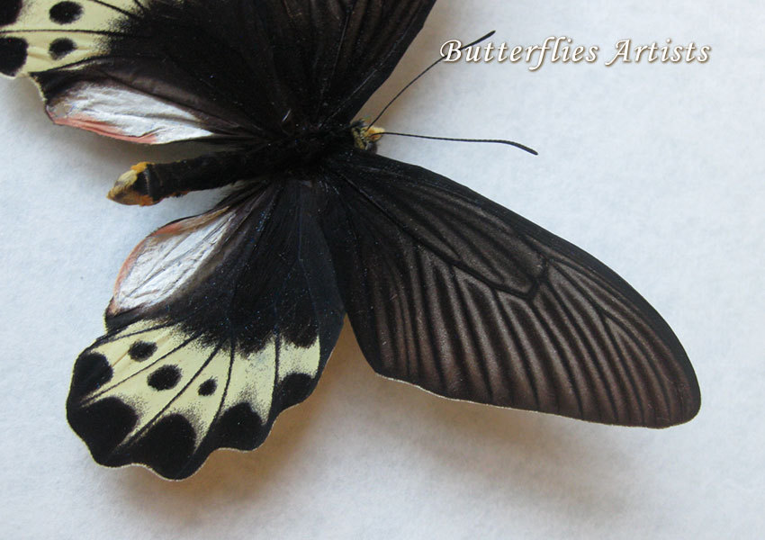 White-Head Batwing Atrophaneura Priapus Real Butterfly Entomology ...