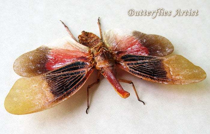 Red Nose Pyrops Sultana XL Real Lanternfly Framed Entomology ...