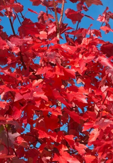 AMERICAN RED MAPLE TREES 1' LIVE PLANT SAPLING SEEDLING SOUTHERN ACER ...