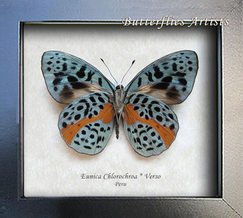 Amazing Eunica Chlorochroa Rare Real Butterfly Entomology Collectible ...