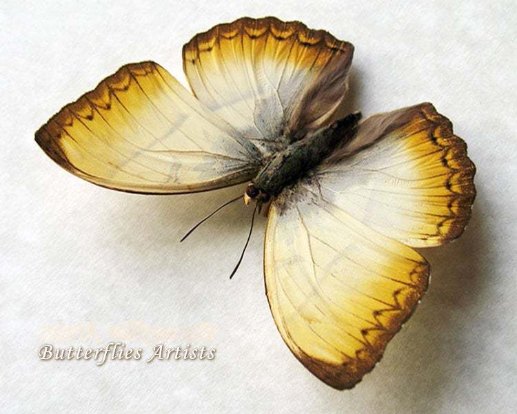 Set Creamy Glider Cymothoe Reinholdi Real Butterflies Entomology ...