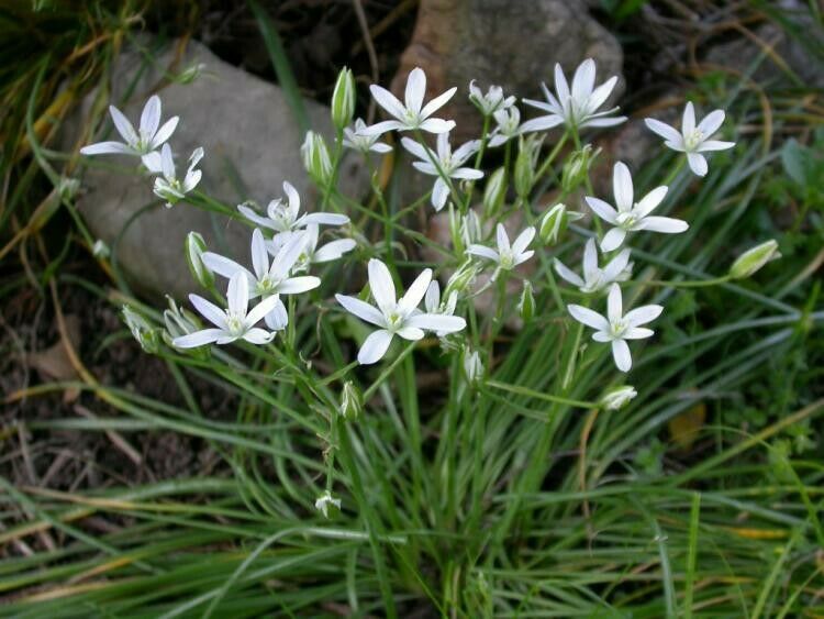 10 Bulbs of Ornithogalum Dubium White, Star of Bethlehem Flower - Seeds ...