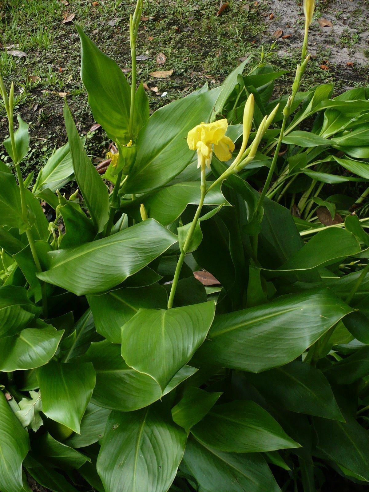 10 Seeds Golden Canna Wild Canna Canna flaccida - Seeds & Bulbs