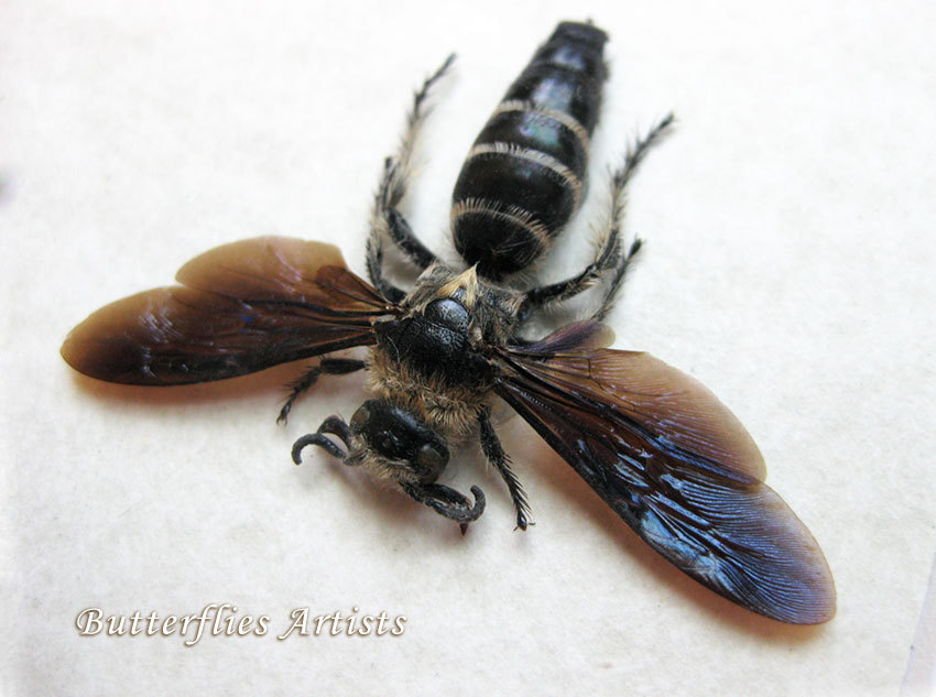 Hymenoptera Species Exotic Wasps Entomology Collectible Museum Quality ...