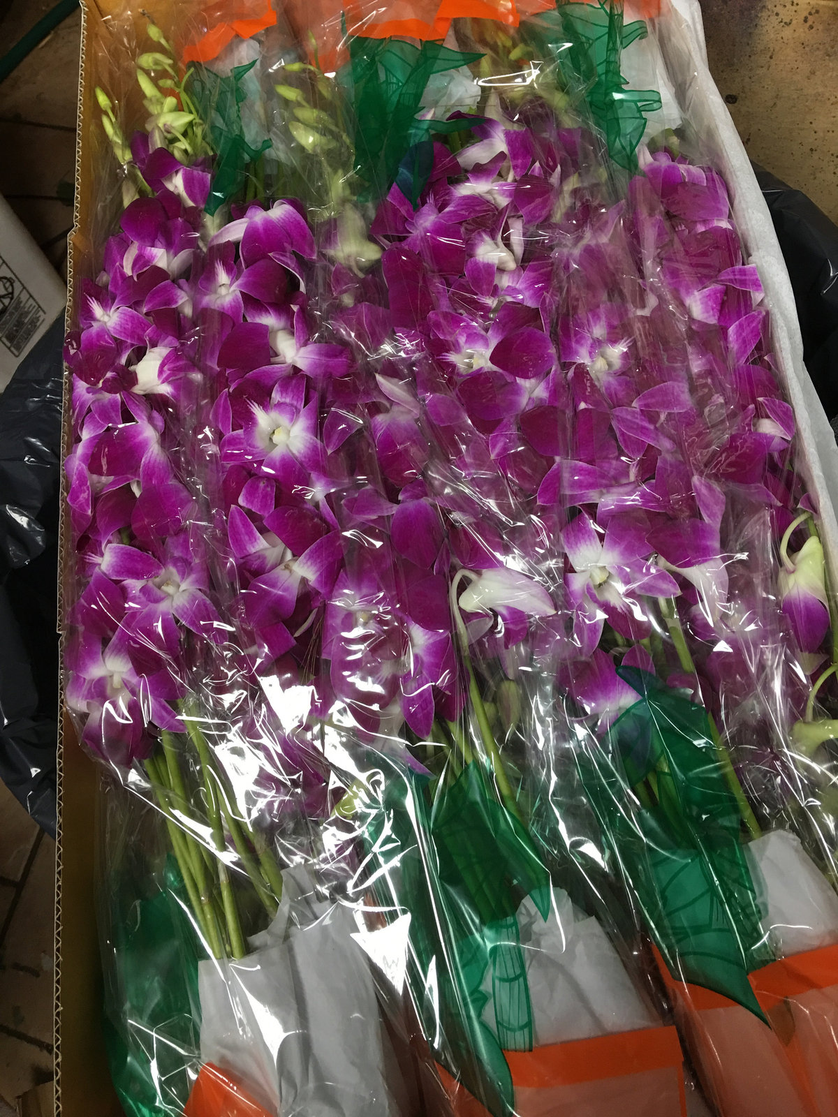 dendro orchids Dendrobium fresh cut Orchid 60 stems in box Dendrobiums ...