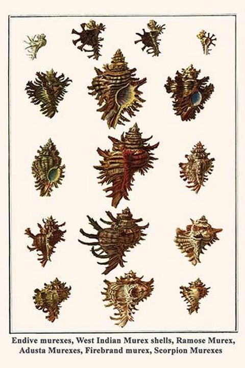 Endive murexes, West Indian Murex shells, Ramose Murex, Adusta Murexes ...