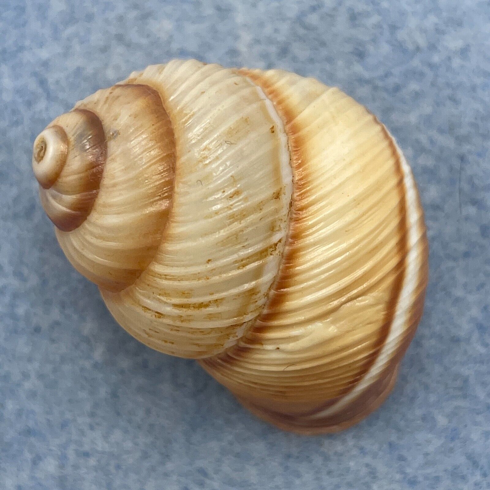 Phoenicobius aratus 35.5mm F+ Mindoro, Philippines Camaenidae - Other ...