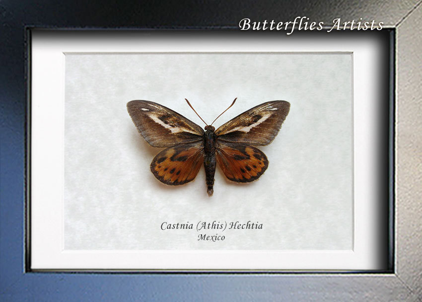 Castnia Athis Hechtia RARE Moth Entomology Collectible Museum Quality ...