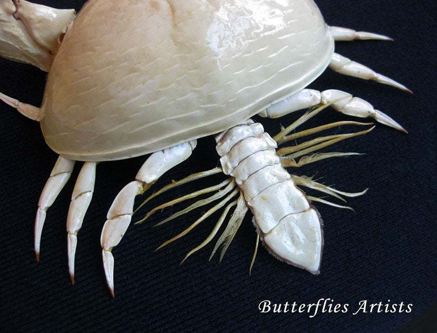 Calappa Box Crab Shame Faced Real Framed Taxidermy Museum Quality ...