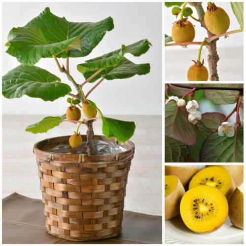 100 Gold Yellow Kiwi Fruit Seeds Potted Plants, Beautiful, Bonsai ...