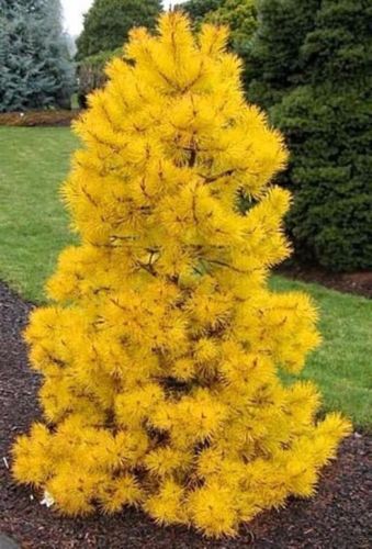 50Pcs Yellow Spruce Tree Seeds Rare Evergreen Colorado PICEA PUNGENS ...