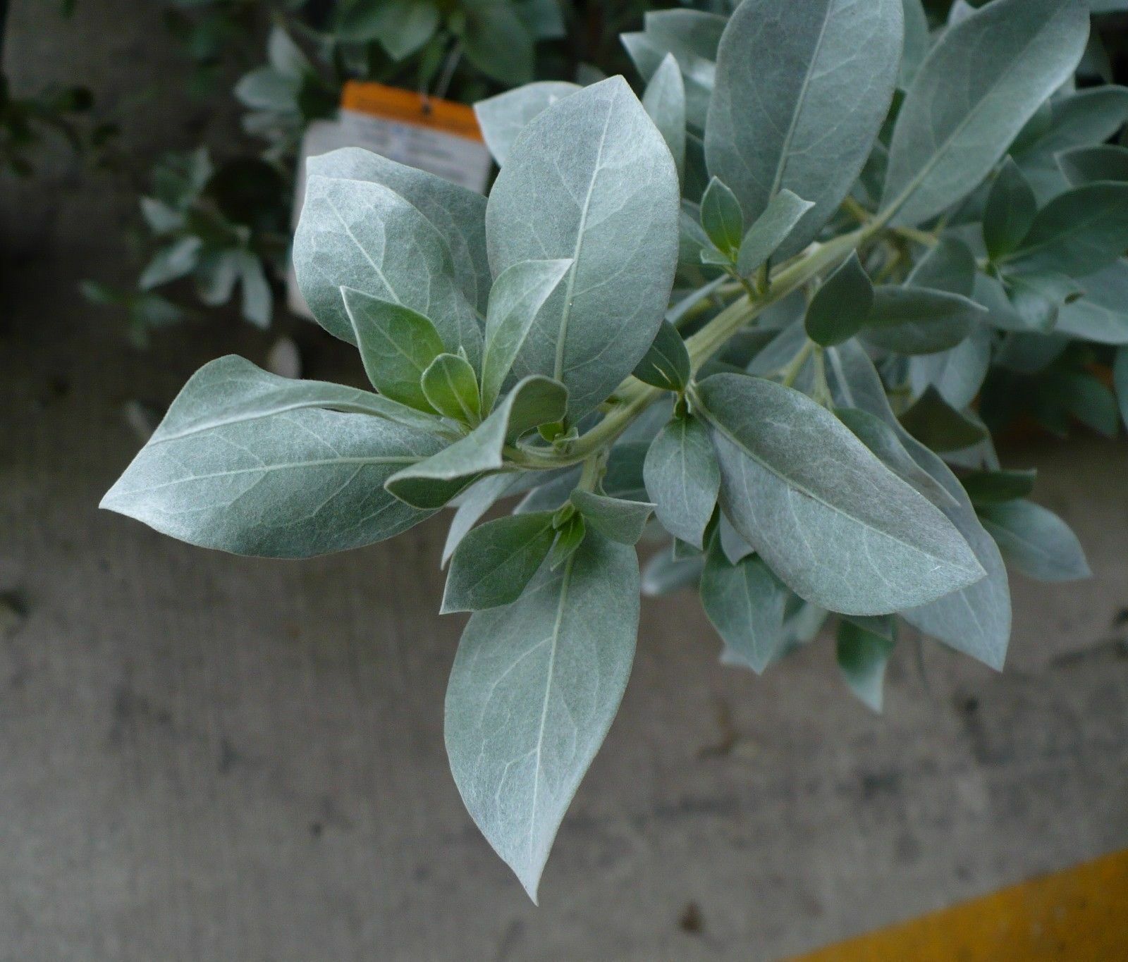 30 Seeds Silver Buttonwood Conocarpus Erectus Var. Sericeus - Seeds & Bulbs