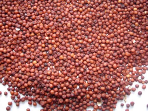 HeirloomSupplySuccess 400 Heirloom Red Proso Millet Seeds - Seeds