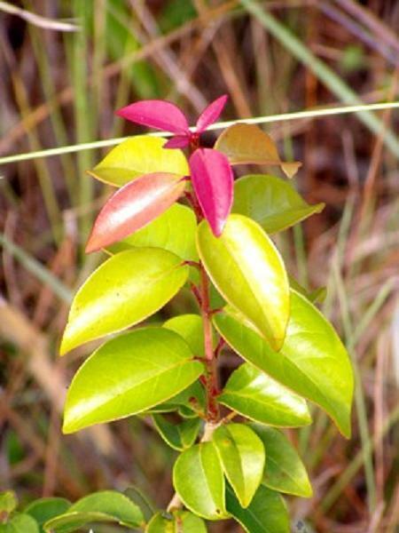 WHITE Stopper Eugenia axilaris RARE Florida native wild bird tree seed ...