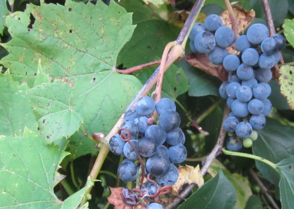 Riverbank Grape Vitis riparia Vine Seeds (Edible Hardy, Fall Color ...