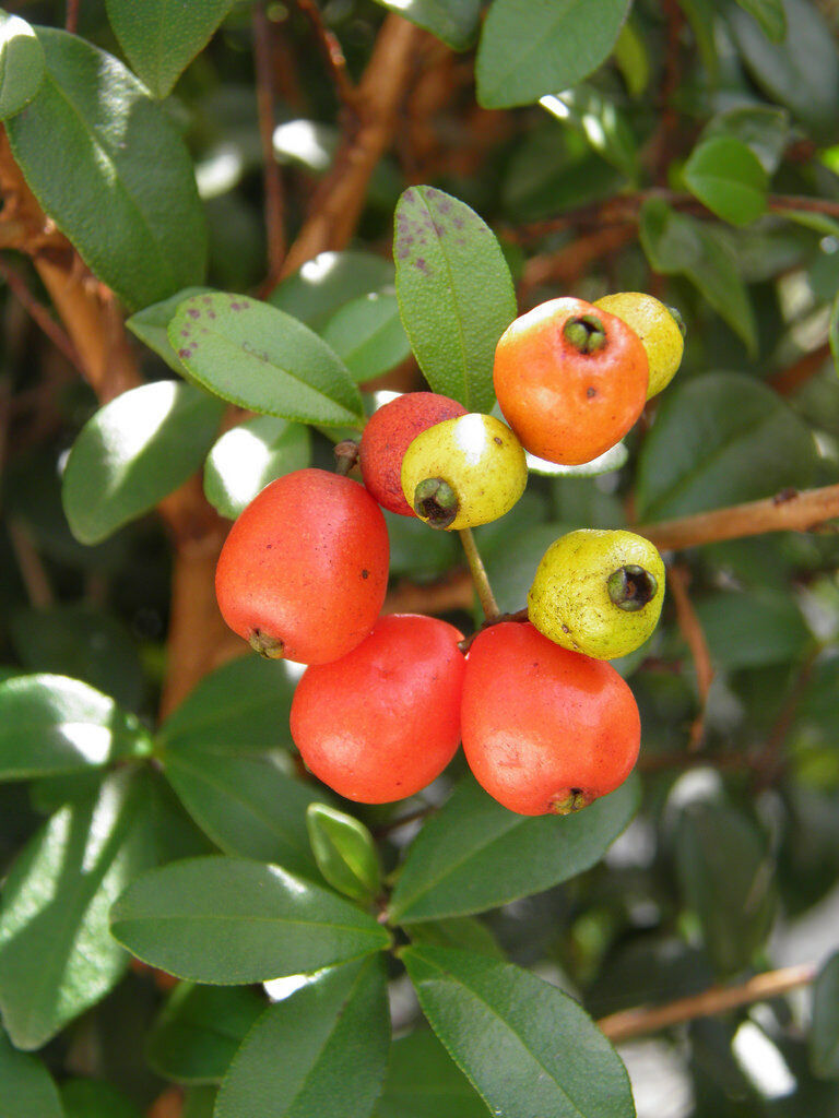 Simpson's Stopper, Myrcianthes fragrans Florida native wild tree seed ...