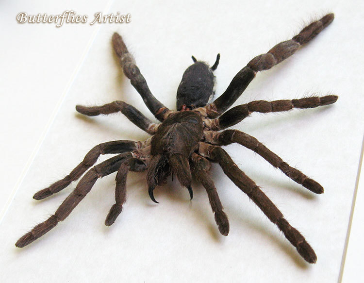 Red Baboon African Tarantula Rusty Hysterocrates Gigas Real Spider ...