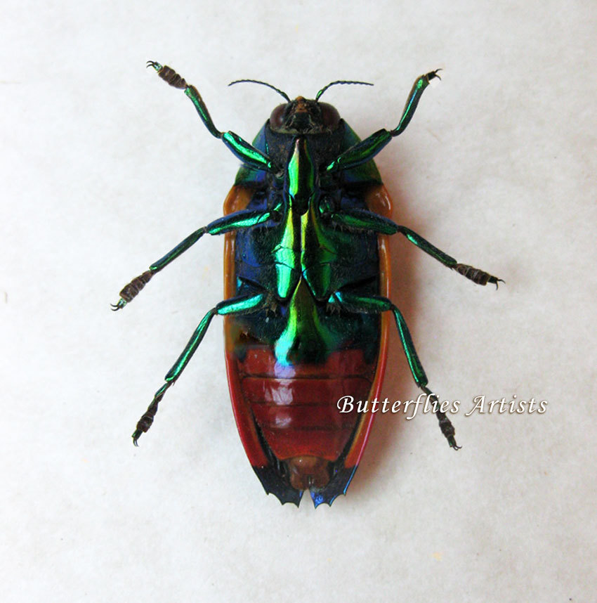 Metaxymorpha Apicalis RARE Beetle Entomology and similar items