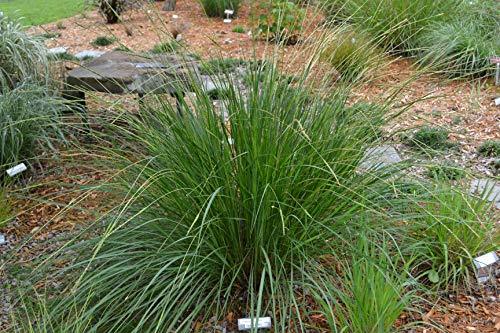 Dwarf Fakahatchee Grass - 3 Live Plants in 6 Inch Pots - Tripsacum ...
