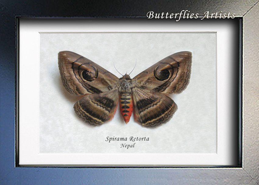 Spirama Helicina Real Owlet Moth Framed Entomology Collectible ...