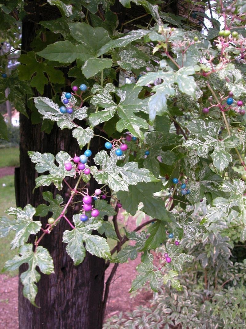 Variegated Porcelain Berry Vine 'Elegans' Vine Plant Seeds 20+ - Seeds