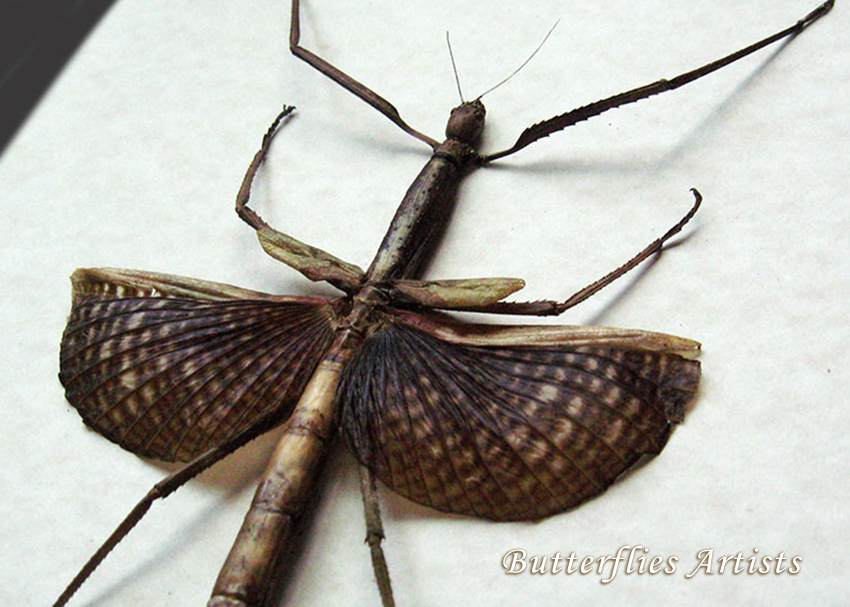 Anchiale Maculata Giant Winged Walking Stick Entomology Collectible ...