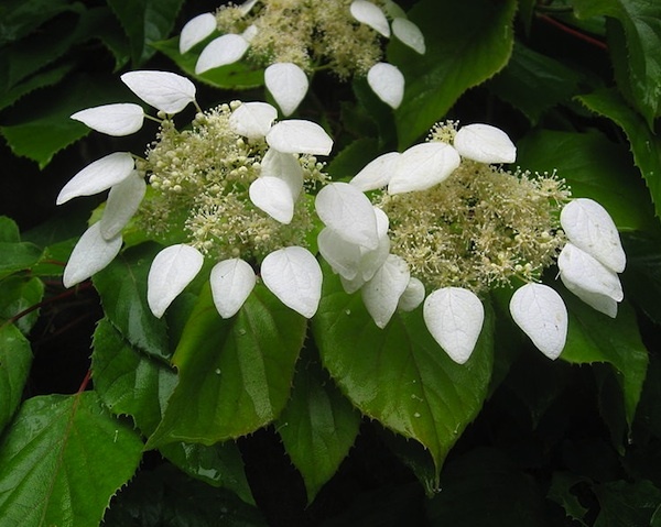 30 Japanese Hydrangea Vine Seeds - Schizophragma hydrangeoides - Plants ...