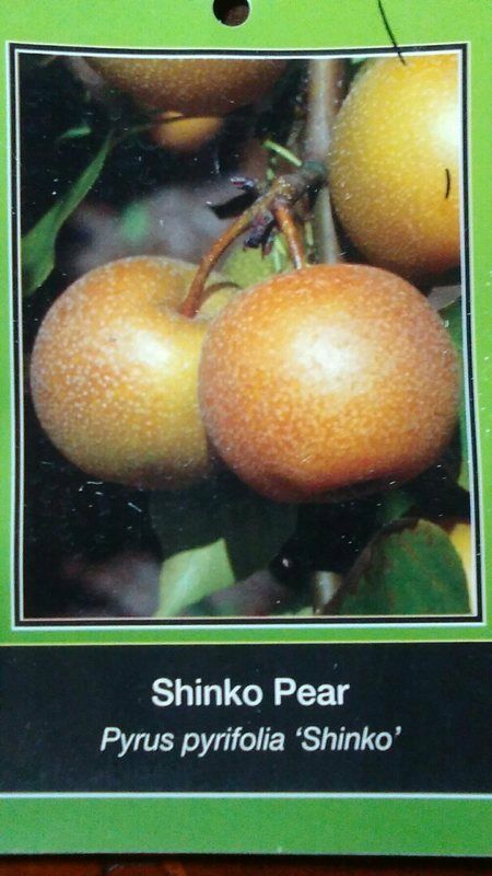 SHINKO PEAR 4-6 FT TREE PLANT SWEET JUICY PEARS FRUIT TREES PLANTS - Plants & Seedlings