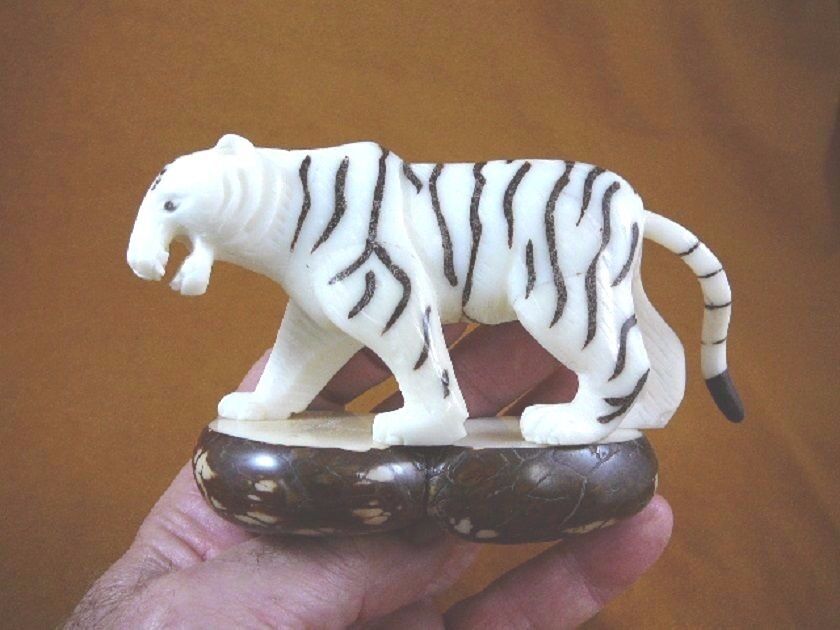 (TNE-TIG-239-A) large White Bengal TIGER TAGUA NUT Figurine carving ...