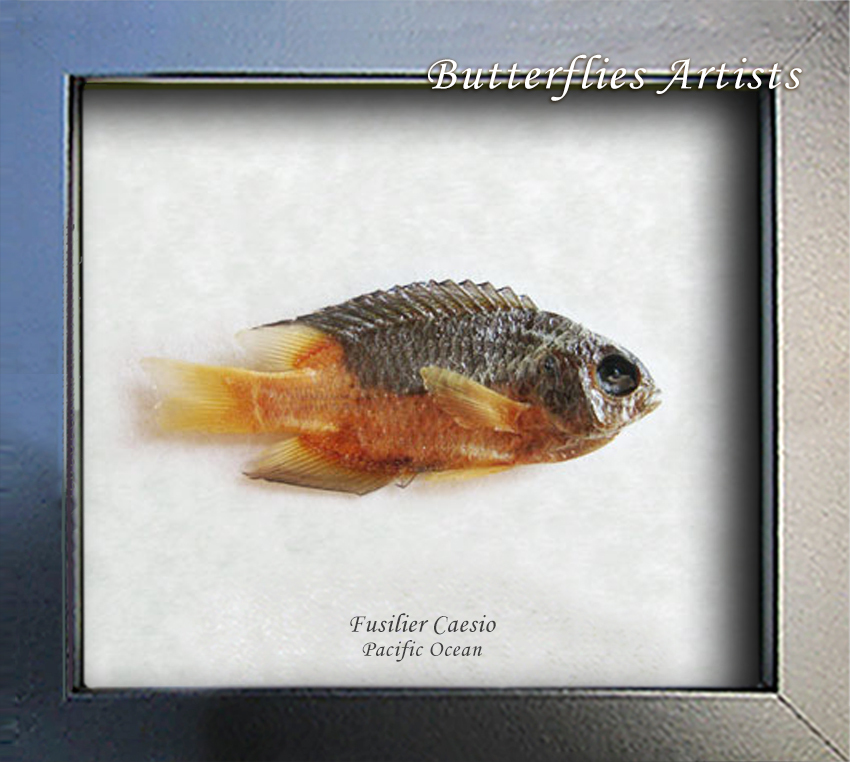 Real Fish Redbelly Yellowtail Fusilier Caesio Taxidermy Collectible ...