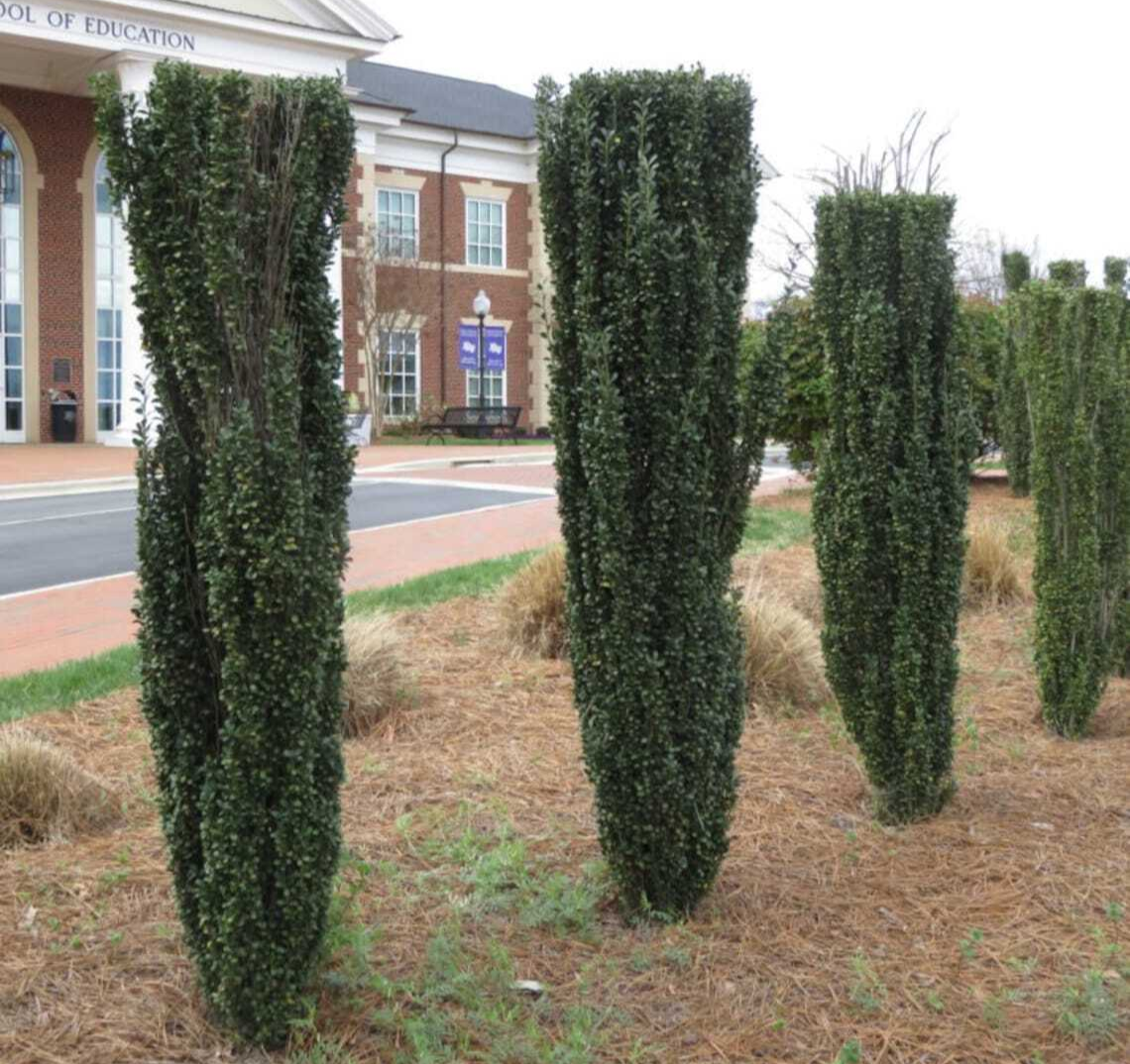 Quart Pot Sky Pencil Japanese Holly Shrub/Tree/Hedge 12-24" Tall Live ...