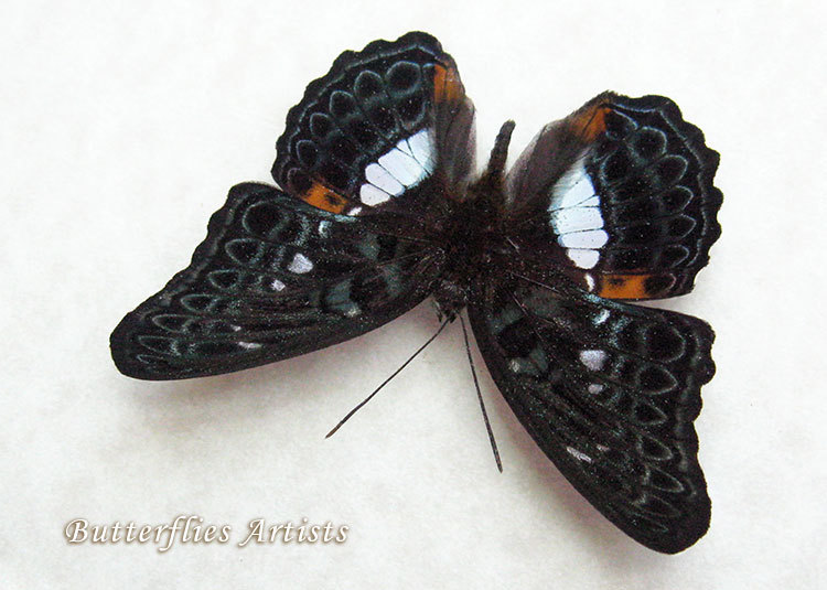 Moduza Lymire Commander Real Butterfly and similar items