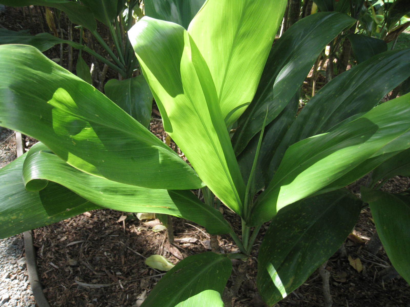 HAWAIIAN GREEN TI LEAF PLANT 2 LOGS - Other Plants & Seedlings
