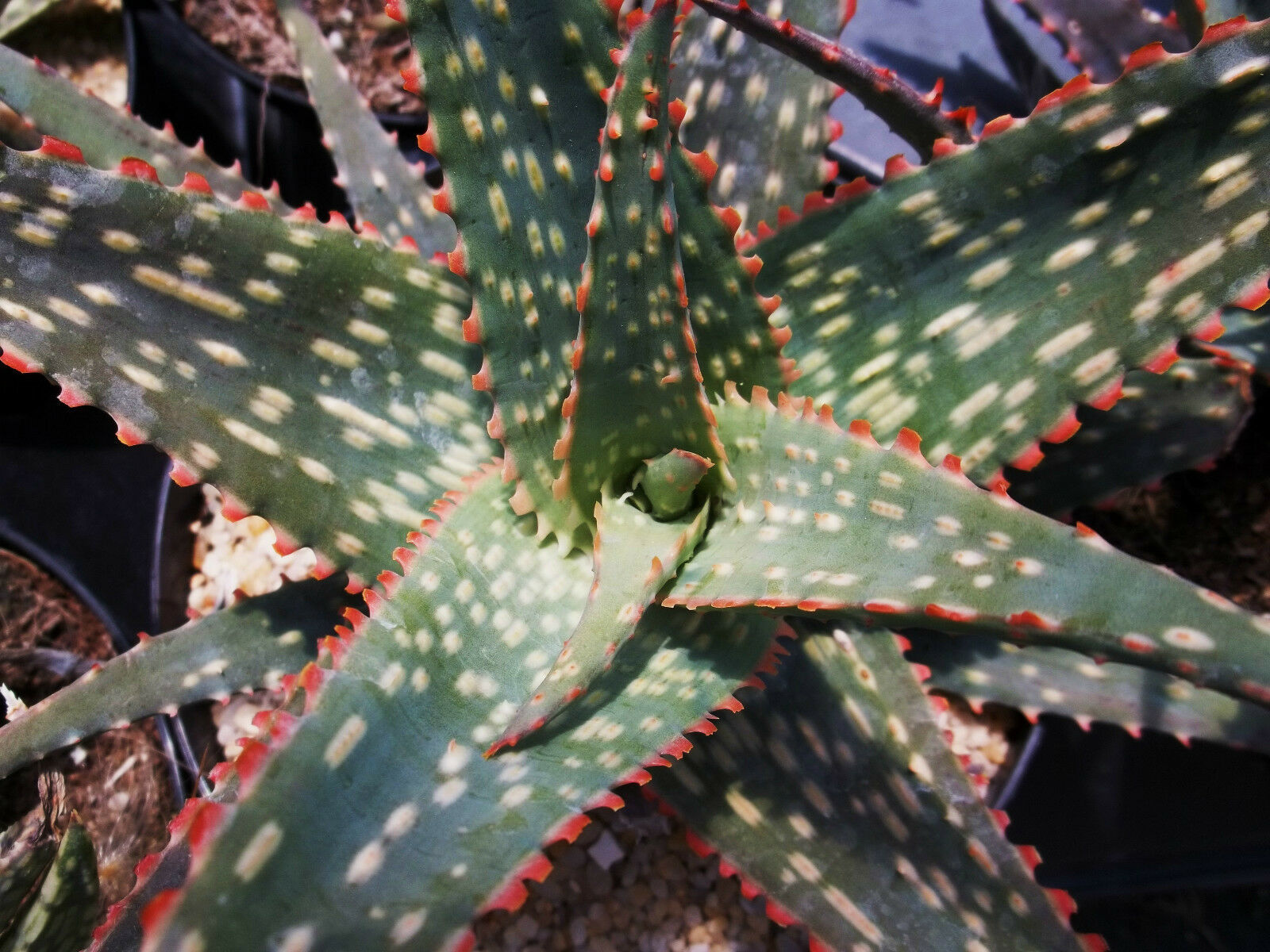 Aloe cultivar FANG, exotic hybrid rare color succulent cactus cacti ...