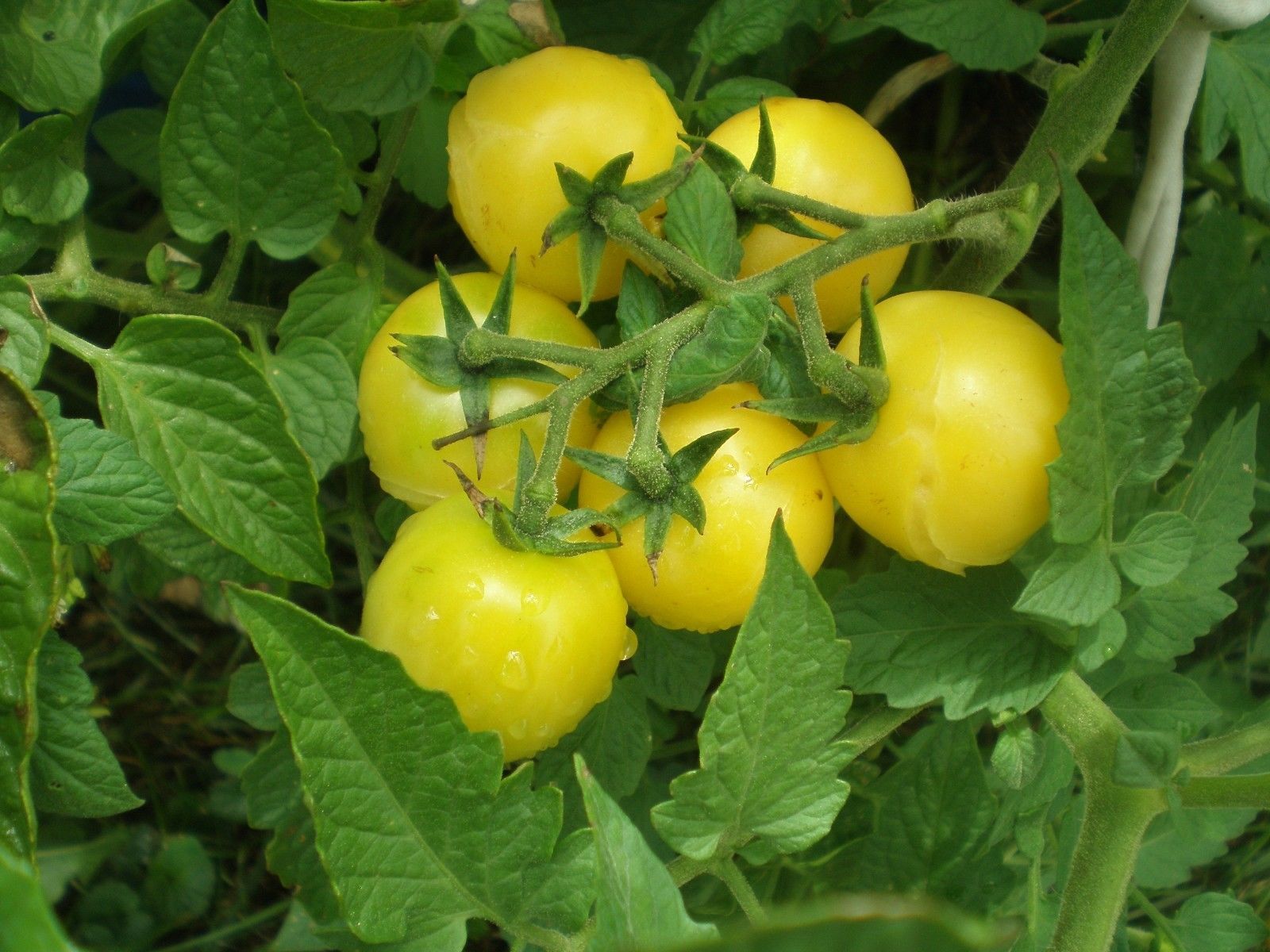 Lemon Drop Tomato Seeds, Solanum Lycopersicum, Heirloom, Organic ...