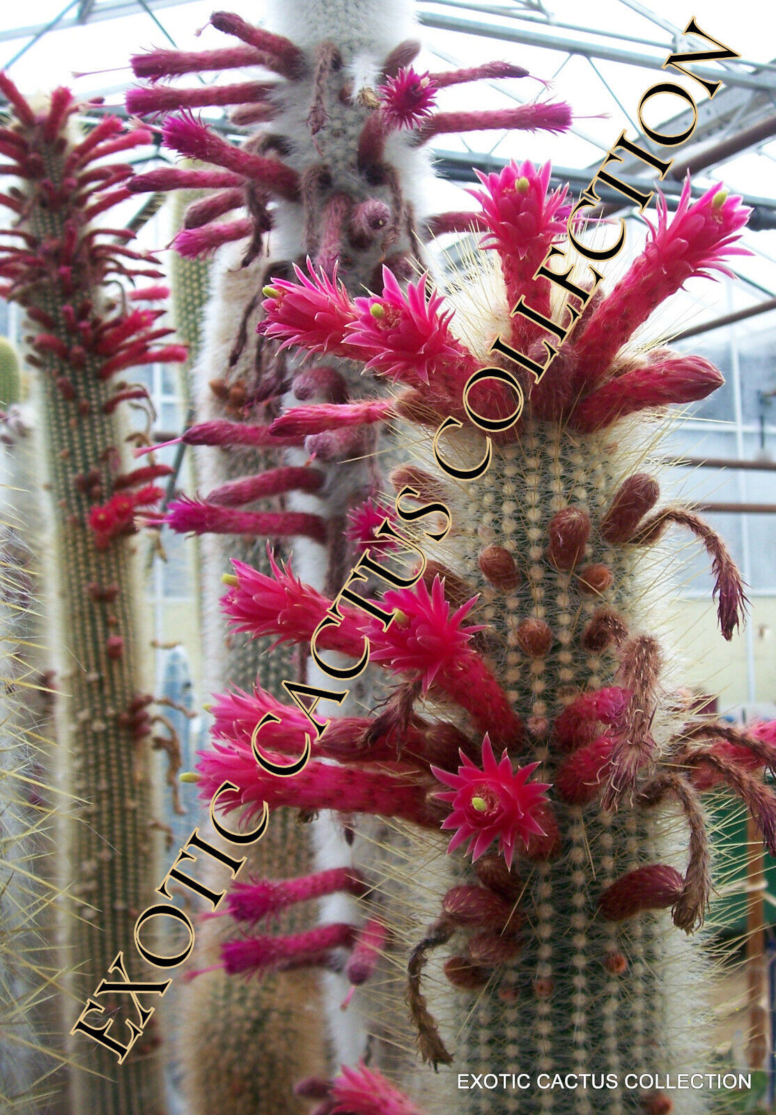 Cleistocactus strausii Silver Torch Cactus rare cereus columnar cacti ...