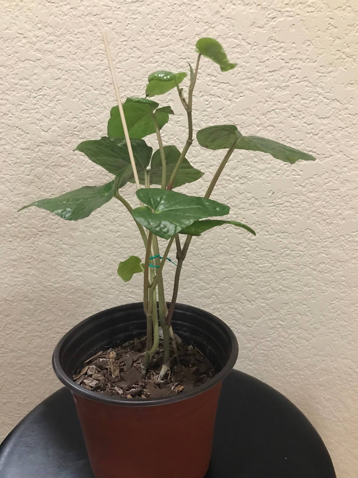 Green beetle plant / Paan / Piper beetel - Plants & Seedlings