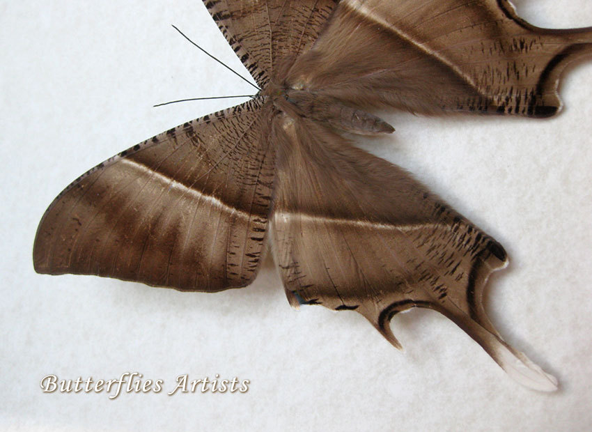 Lyssa Zampa XL Tropical Swallowtail Real Moth Entomology Collectible ...